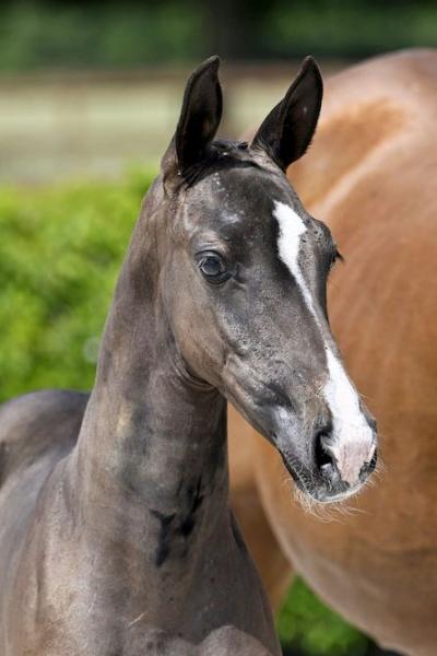 Optimus 2000 Z (Orak D'Hamwyck x Casssini II) - Stud 2000