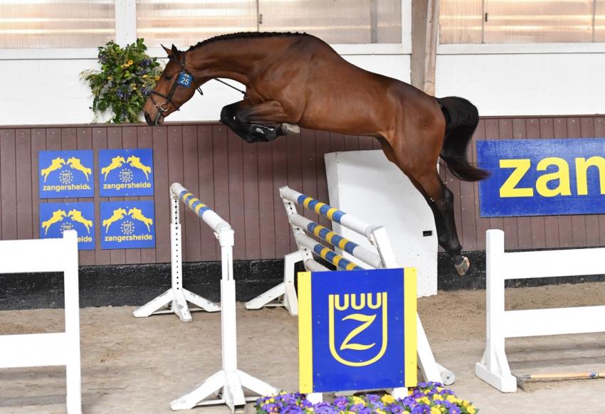 D'AGANIX 2000 Z (DOMINATOR 2000 Z x AGANIX DU SEIGNEUR Z) - Stud 2000